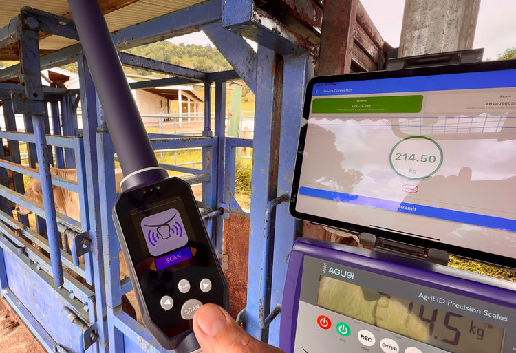 Cattle Scales USA – Trusted Livestock Weighing Systems | CattleScales ...