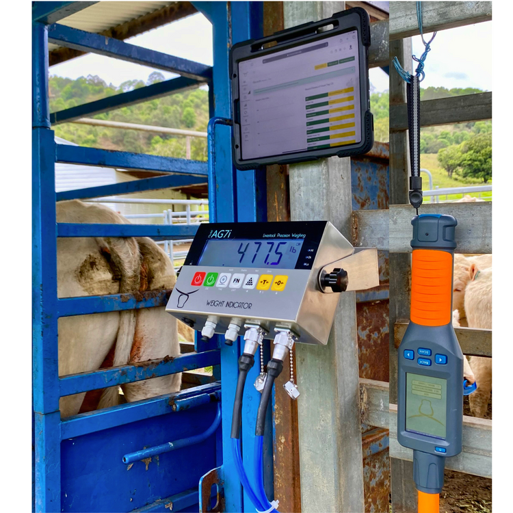 Cattle Scales USA – Trusted Livestock Weighing Systems | CattleScales ...